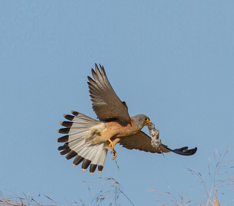 Seminario sui Rapaci Diurni Italiani: conoscerli, osservarli ...